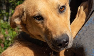 Dogs - Vern Halter's Dream A Dream Sled Dog Tours