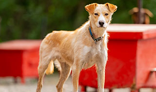 Dogs - Vern Halter's Dream A Dream Sled Dog Tours