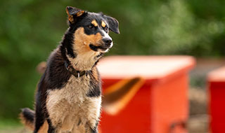 Dogs - Vern Halter's Dream A Dream Sled Dog Tours